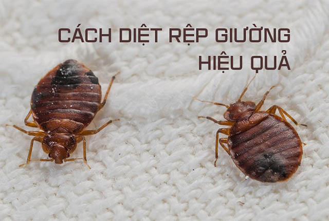 Cách diệt rệp giường hiệu quả và nhanh chóng - HnCare Việt Nam